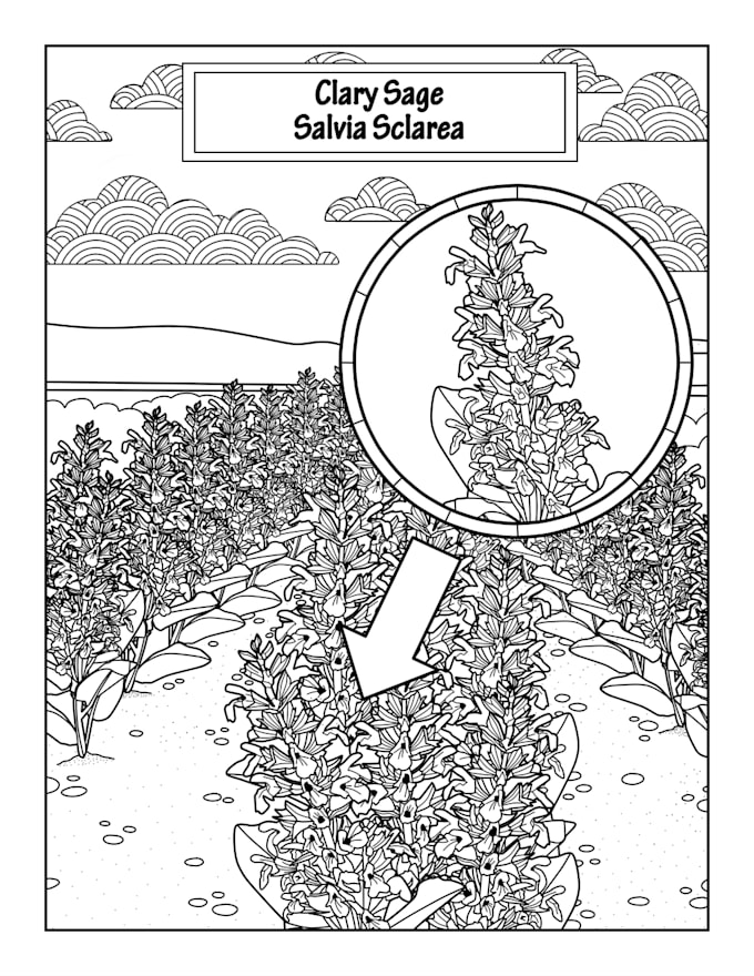 Give clary sage essential oil printable coloring pages by Webcontents24 ...