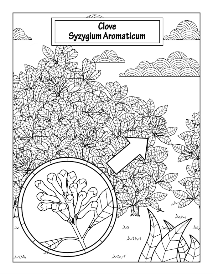 Give clove essential oil printable coloring pages by Webcontents24 | Fiverr