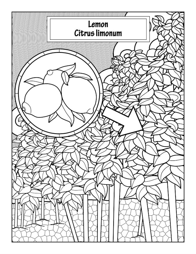 Give lemon essential oil printable coloring pages by Webcontents24 | Fiverr