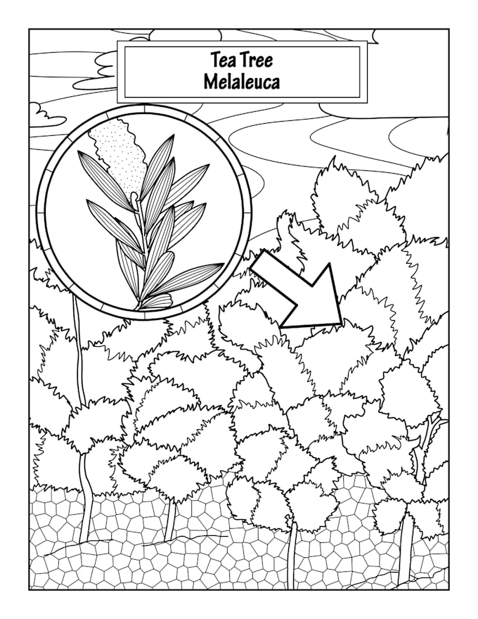 essential oil coloring pages
