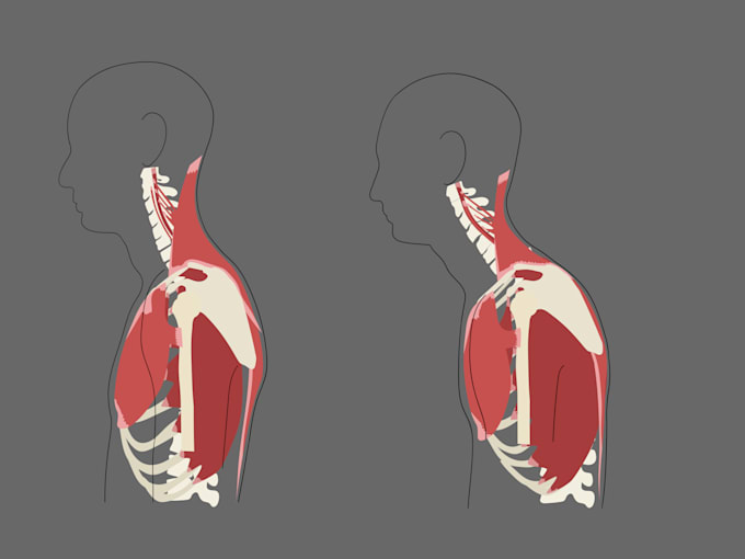Make you anatomically correct medical vector illustrations by Artsis_br ...