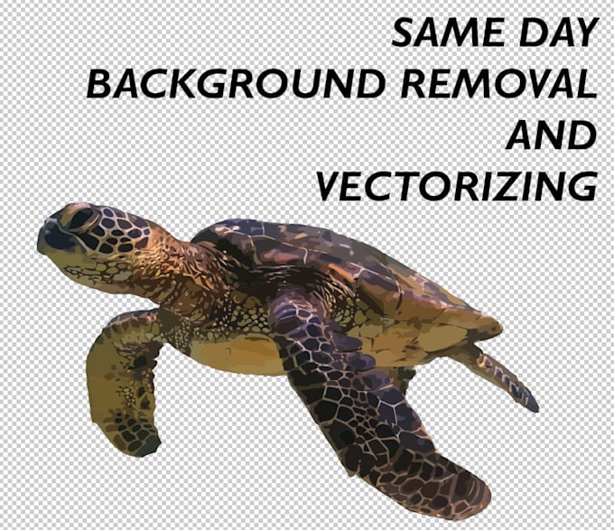Remove background and vectorize photos by Anasvergara | Fiverr