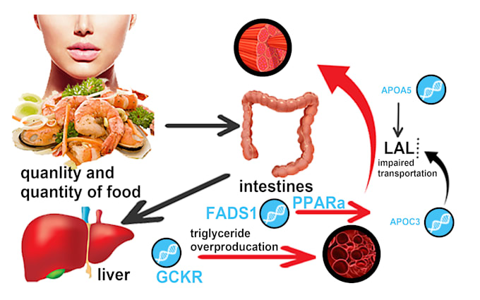 Draw health or medical science and education diagrams by ...