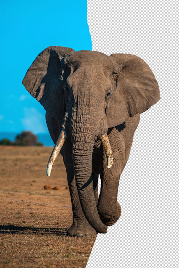 Remove background very clearly by Shannet | Fiverr