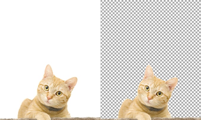 Remove background images, cut off pictures professionally by ...