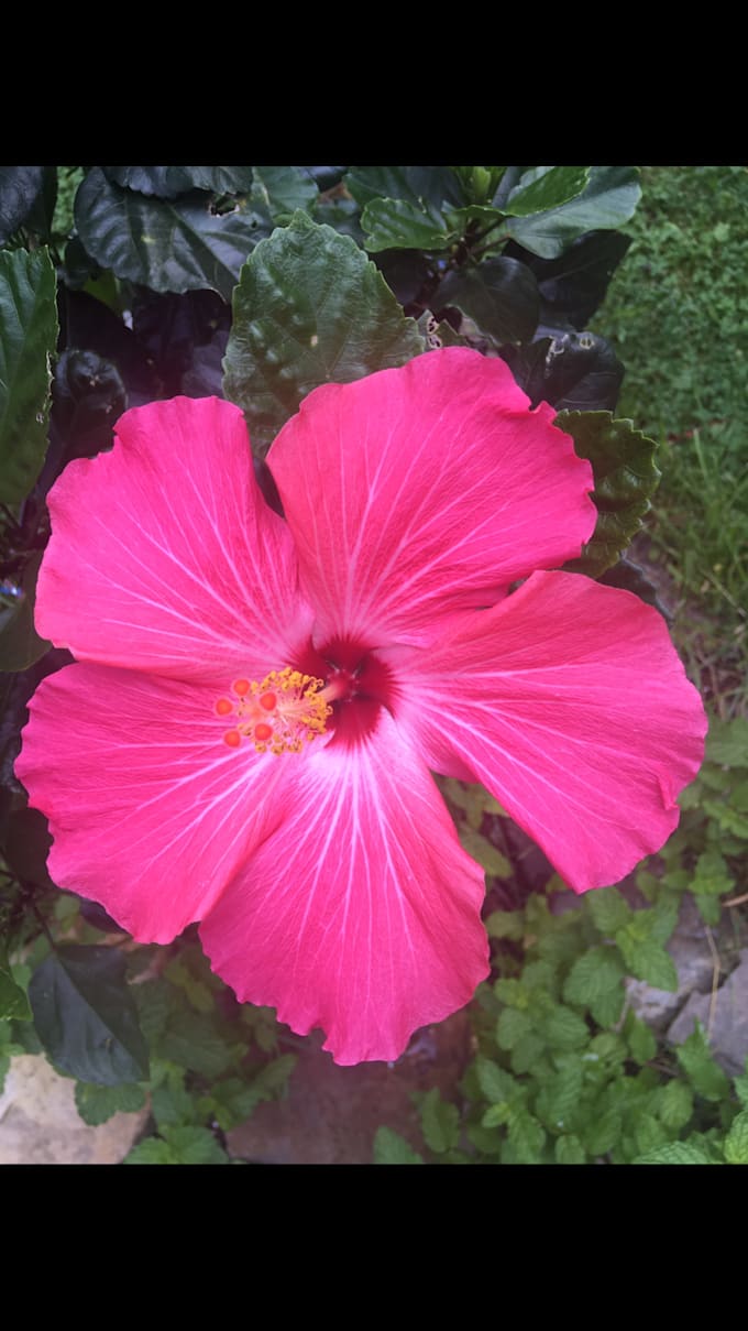 Write a letter to your mlp for you any issue by Rayemaclennan | Fiverr