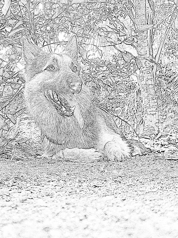 Convert a image to a amazing pencil drawing within 24 hours by Nn ...