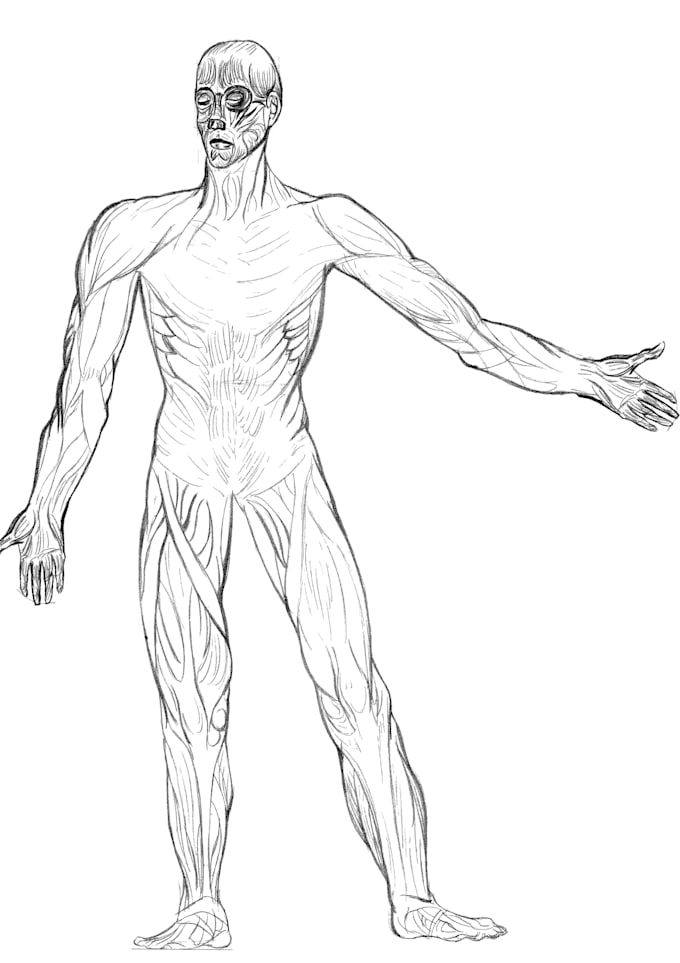 how to draw realistic muscles