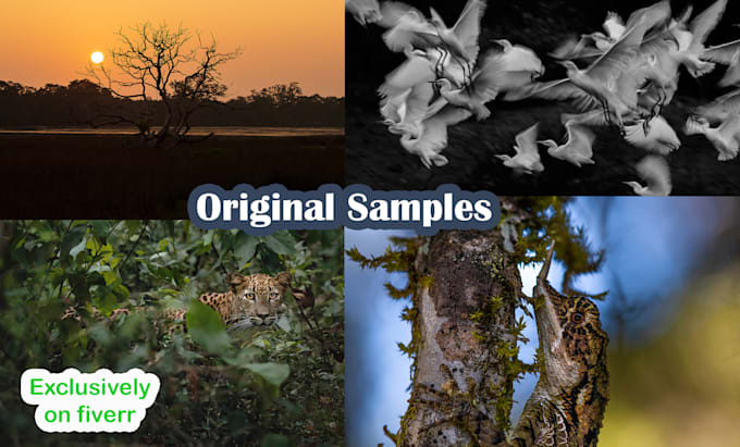 Edit wildlife and nature photographs using lightroom and photoshop by ...