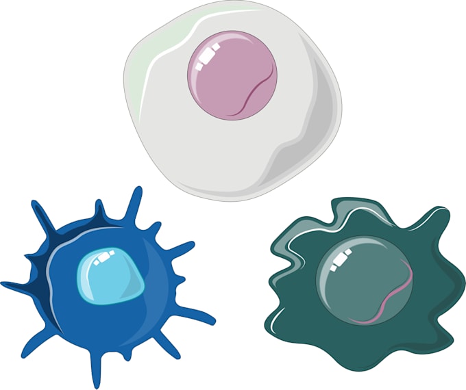 Draw illustrations for immunology articles by Isohailkhan | Fiverr