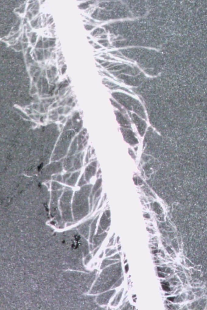 Do root visualization on smart root rhizovision software by ...