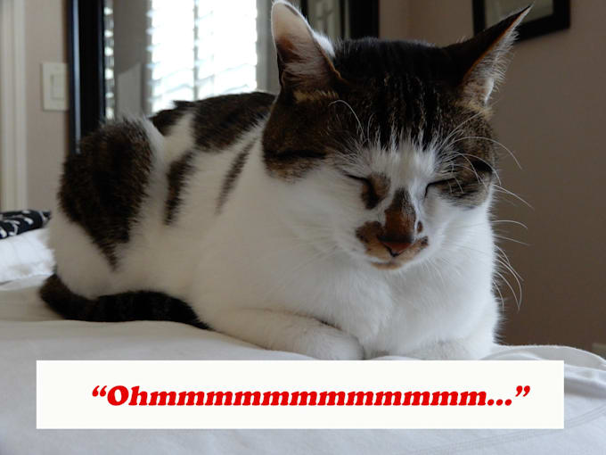 Create funny social media captions to any photo by Abbysays | Fiverr