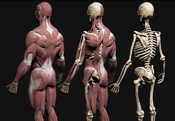 Rig in maya or blender for animation and simulations cloth and muscle ...