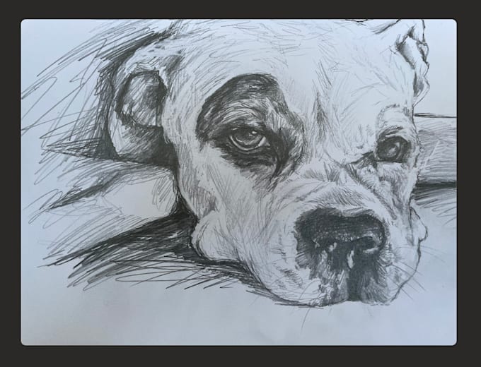 Draw pet portraits in graphite by Stephanieweb450 | Fiverr