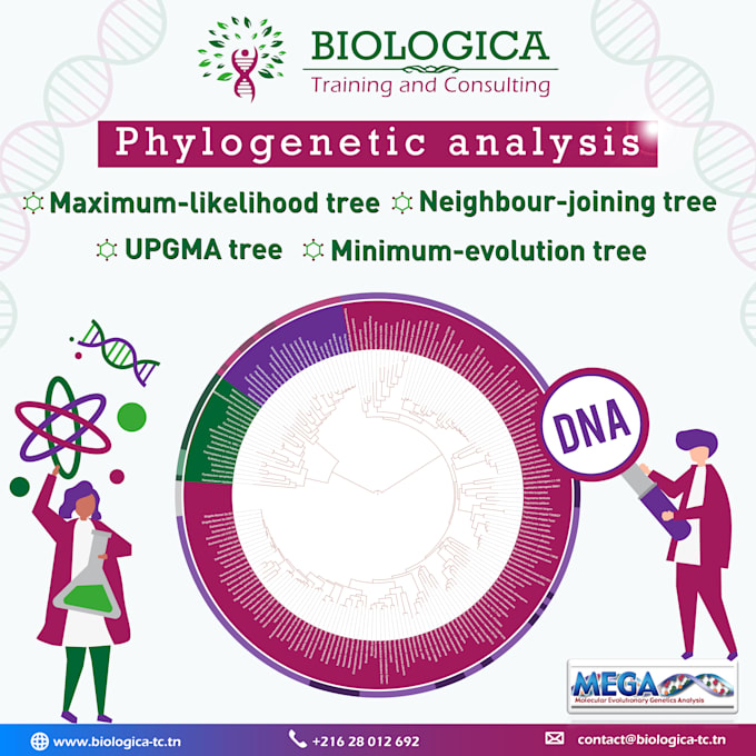 Conduct phylogenetic analysis using mega software by Safa_boujemaa | Fiverr