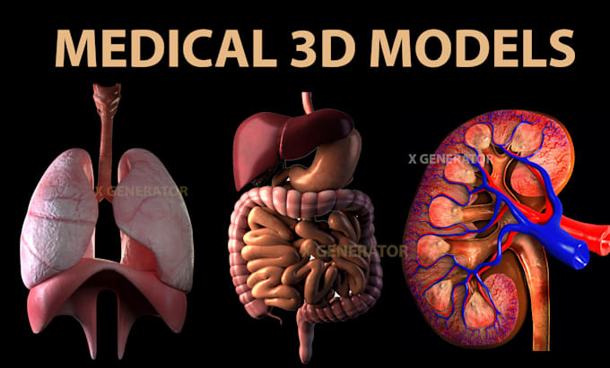 Create high quality 3d medical models by Xgenerator | Fiverr