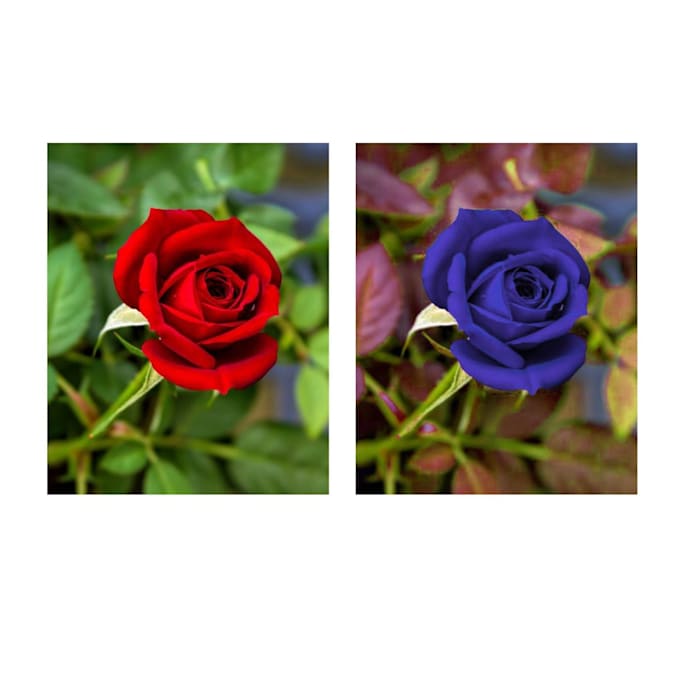 Work my magic on your image by Manalisomanna | Fiverr