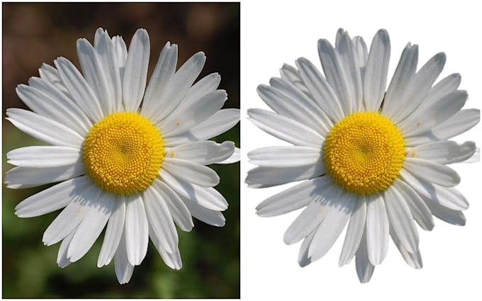 Change or remove image background by Marielsibate | Fiverr