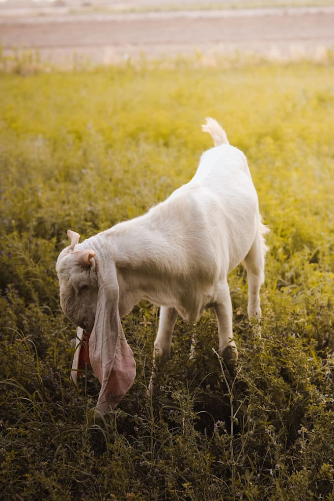 Batch color grade and retouch your photos in lightroom by Umerfarooq550 ...