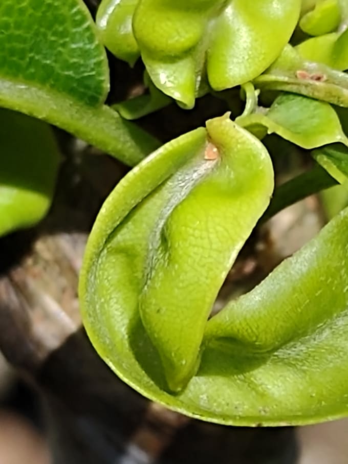 Help you to problem solve your plant nursery by Simonsutton820 | Fiverr