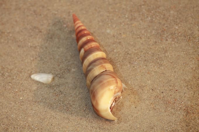 Create a 100 percent custom, unique modern design by Prashant_savadi ...