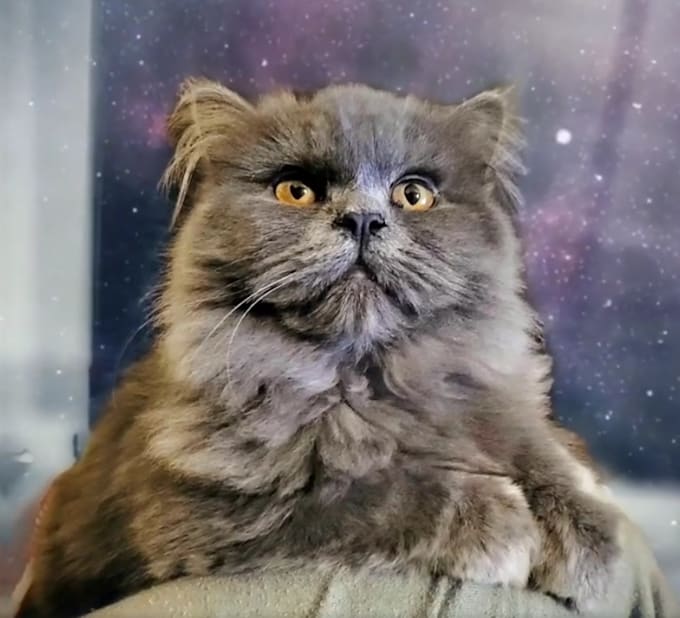 Make your bad photos look good by Scheheryar | Fiverr