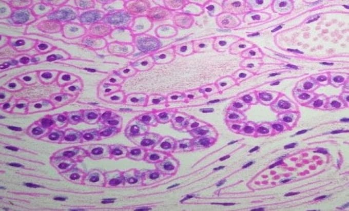 Make histology diagrams for your notebook or book you want to publish ...