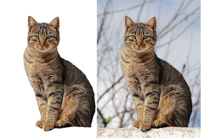 Cut and remove photo backgrounds by Soheibramreme | Fiverr