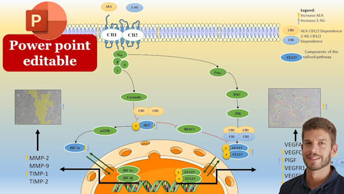 Make a scientific illustration for your next paper by Joaomaia7 | Fiverr