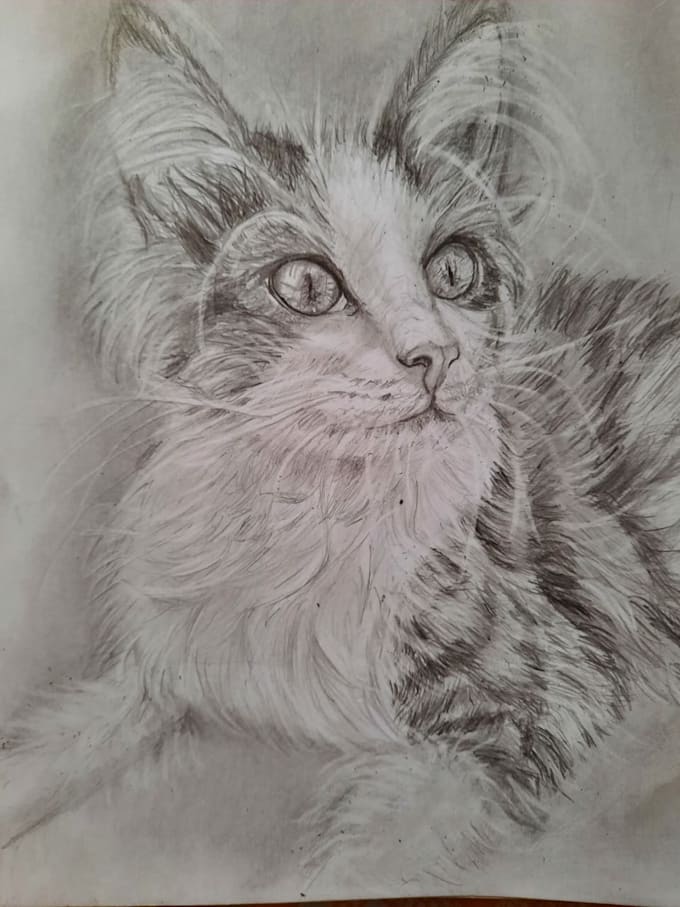 Hand draw your custom pet portrait by Gracielaazuaje | Fiverr