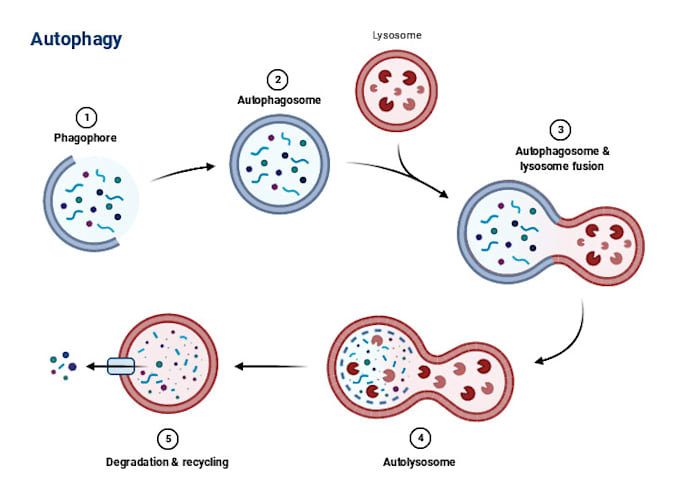 Make figures and diagrams of biology and natural sciences by ...