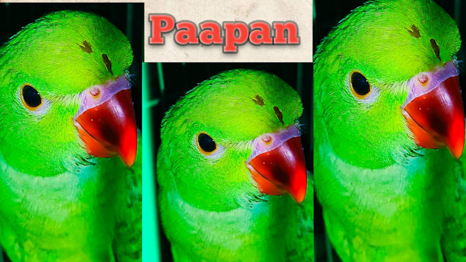 Sing happy birthday song with my parrot by Pappanparrot | Fiverr