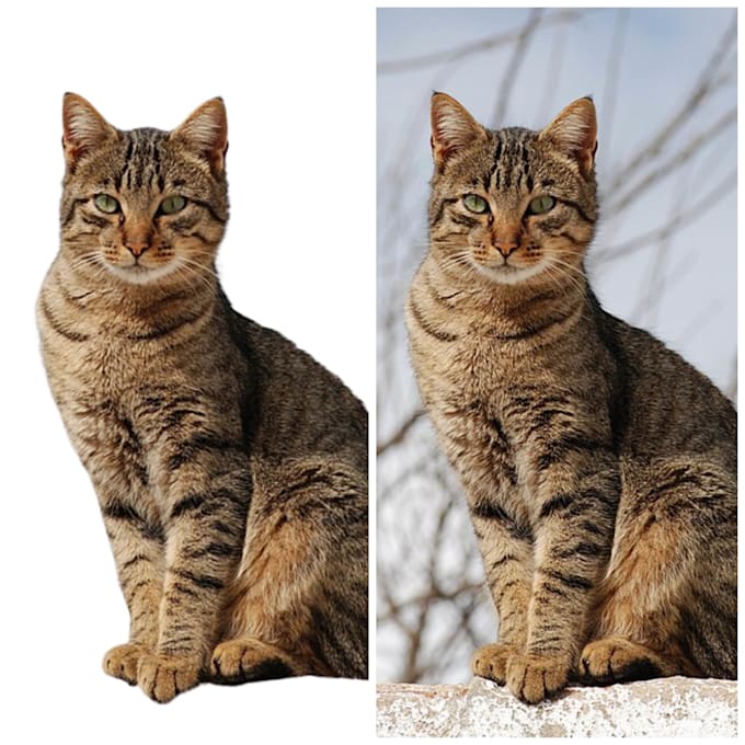 Cut out images backgroud removal professionally by Ishakblv | Fiverr