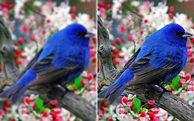 We take your low quality images and turn them into high quality images ...