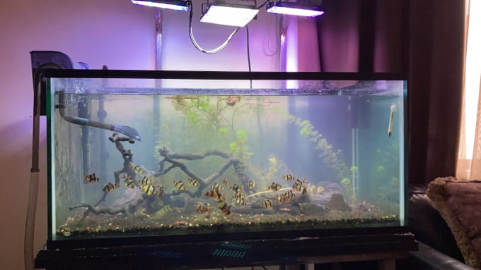 Design a fish tank for you to build by Juansolisiid | Fiverr