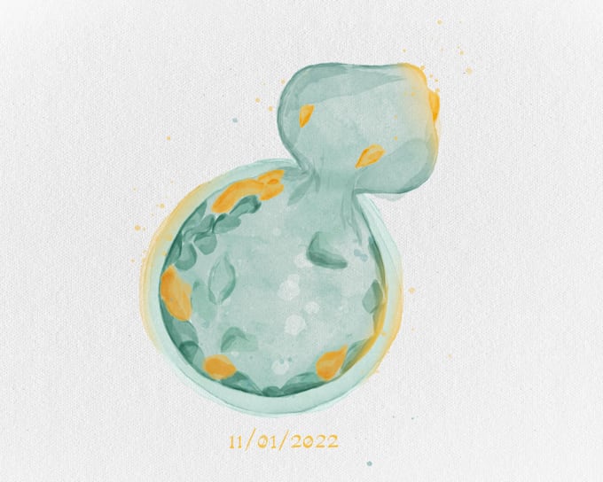 Custom ivf embryo in watercolor style by Lillavincze | Fiverr