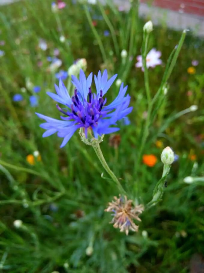 Cut out background remove by Laroser | Fiverr