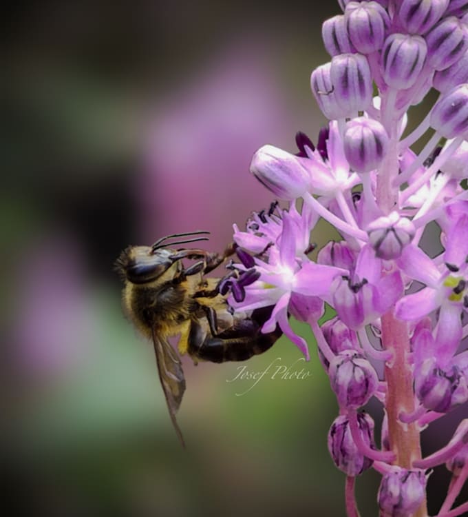 This magnificent photograph captures the beauty of nature by Picsora ...