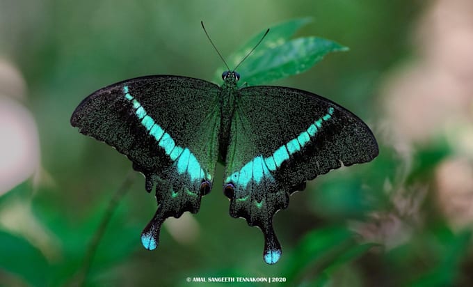 Be your wild unique animal photographer by Nim104 | Fiverr
