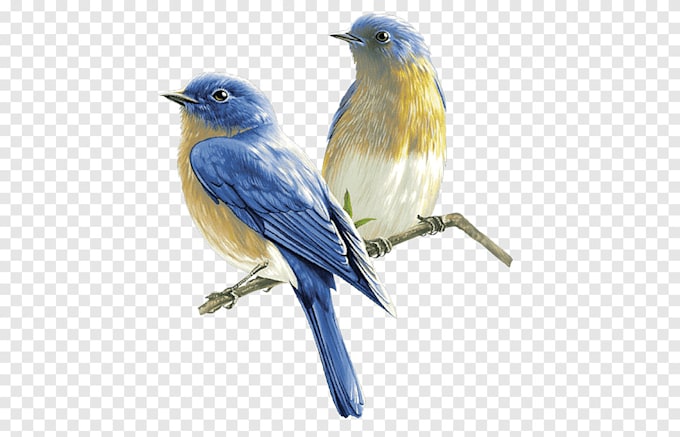 Background removal photo editing by Ravdandashmunkh | Fiverr