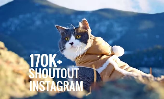 Give you a shoutout on a 170k instagram cat page by Melanie_ibson | Fiverr