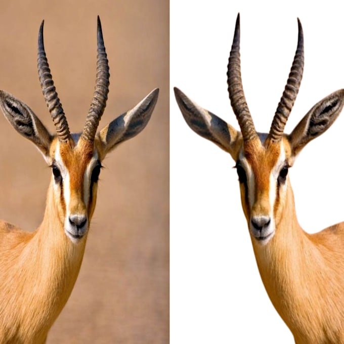 Removal background from you images by Mamouniabd | Fiverr