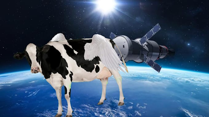 Make a silly photoshop edit by Ficorico | Fiverr