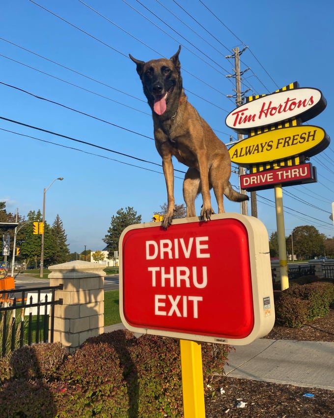 Teach you to execute basic commands for dog training by Leh189 | Fiverr Teach you to execute basic commands for dog training by Leh189 | Fiverr