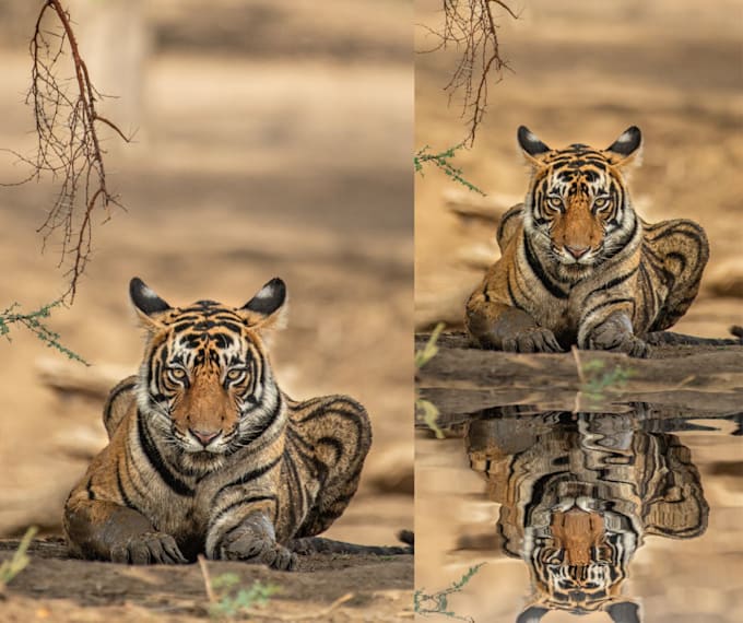 Do create water reflections photo by Sandip8140 | Fiverr