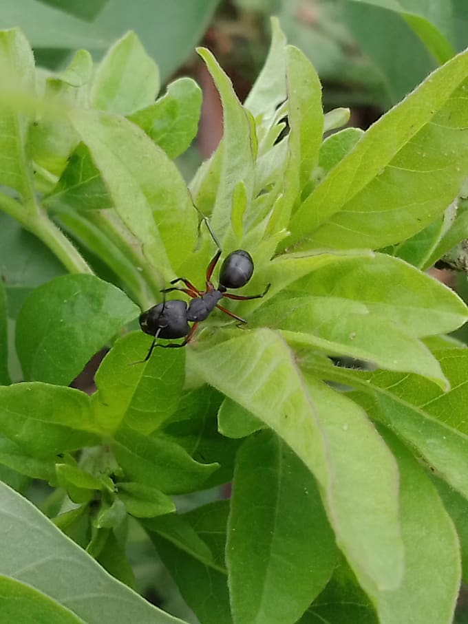 Do editting or loggo making by Rajafurqan394 | Fiverr