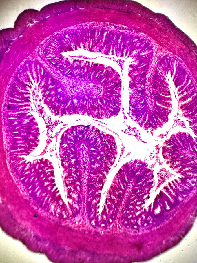 Observe and take pictures samples under the microscope by Grimbiology | Fiverr