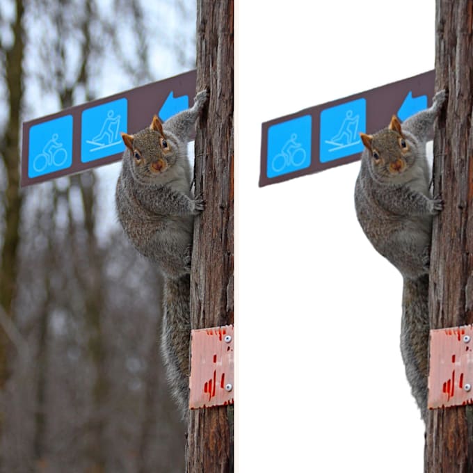 Expertly remove backgrounds from your images by Mohamedqabbou | Fiverr