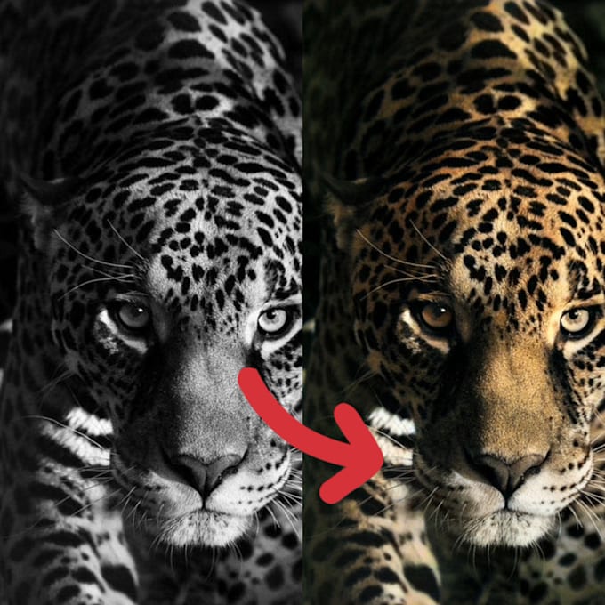 Turn Black And White Photos Into Color Photos By Haseebulhass295 Fiverr turn-black-and-white-photos-into-color-photos-by-haseebulhass295-fiverr