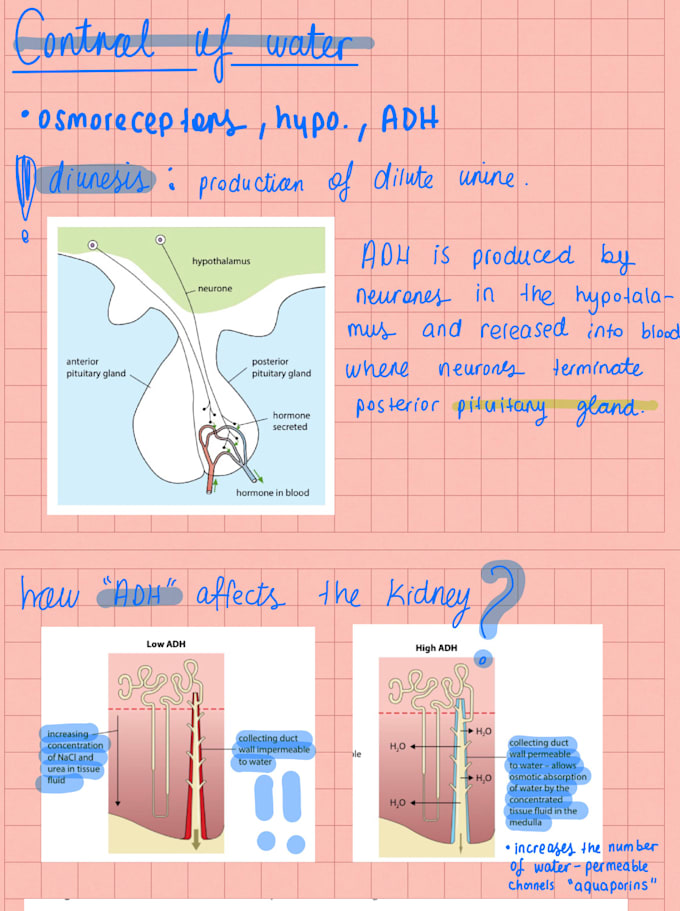 Write biology and chemistry notes for high school by Sudegiritli | Fiverr